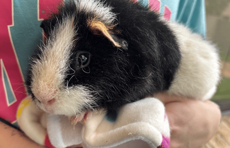 Ollie & Ned for Adoption - Wyong NSW - Small animals - Perfect Pets