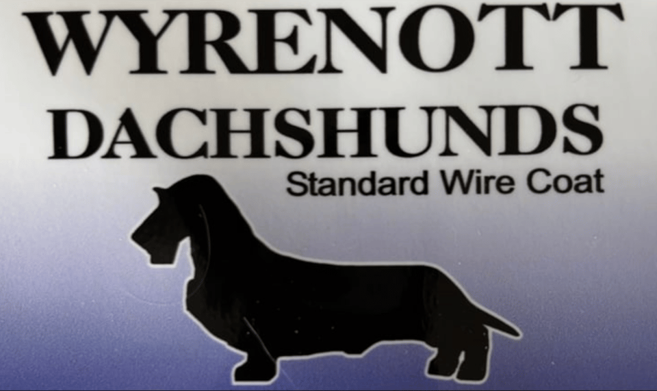 Wyrenott - Churchill Victoria - Dogs & Puppies - Perfect Pets